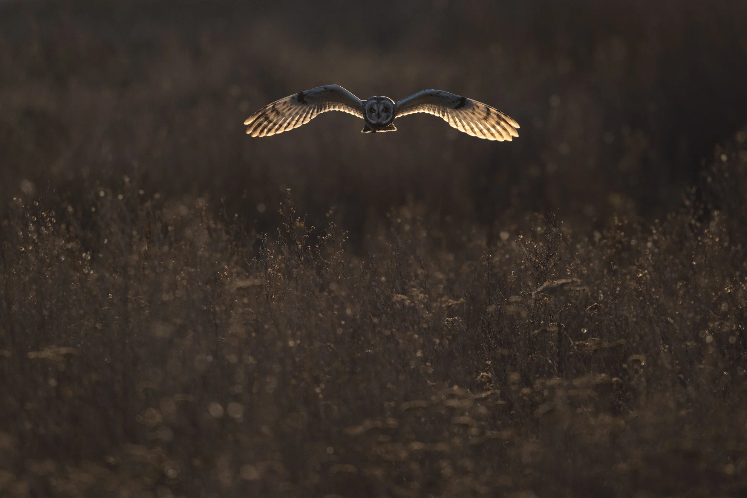 JESS FINDLAY PHOTOGRAPHY — Winter Birds of Vancouver Workshop
