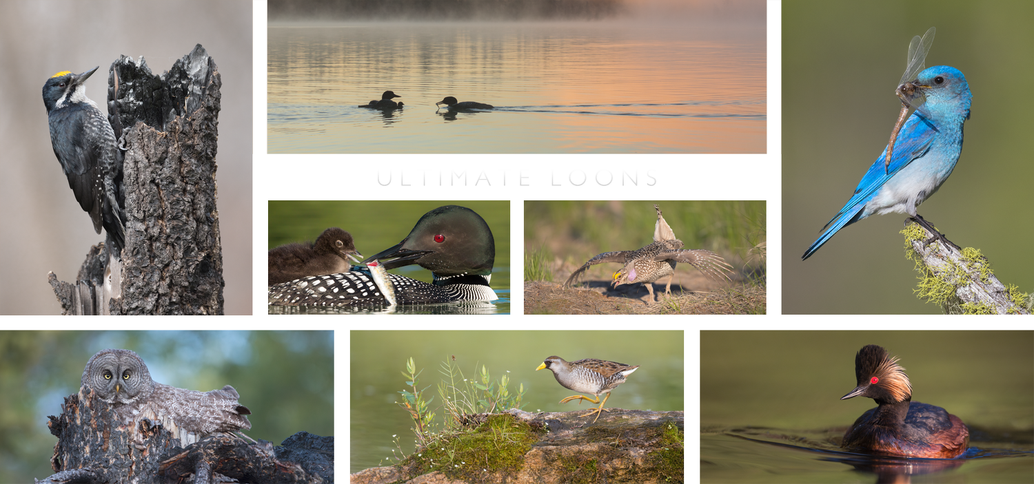 JESS FINDLAY PHOTOGRAPHY — Ultimate Loons Workshop