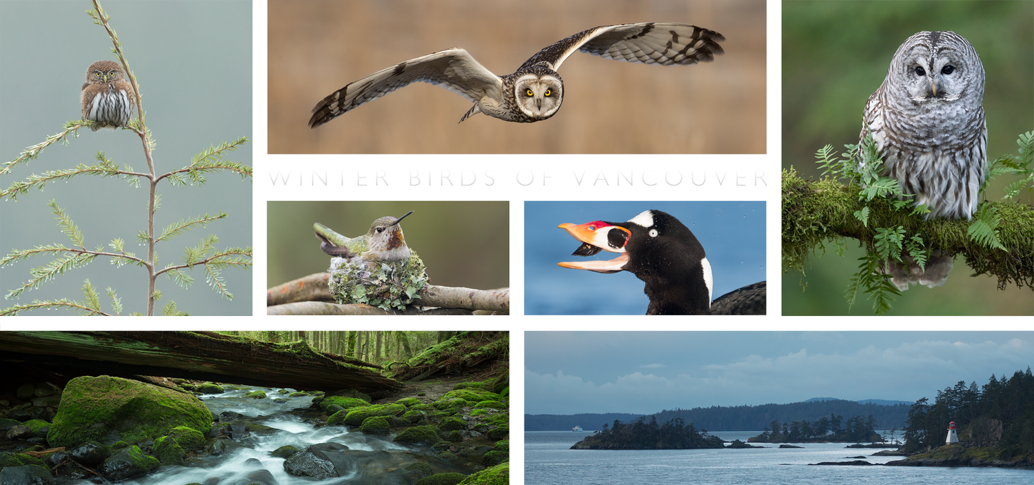 JESS FINDLAY PHOTOGRAPHY — Winter Birds of Vancouver Workshop
