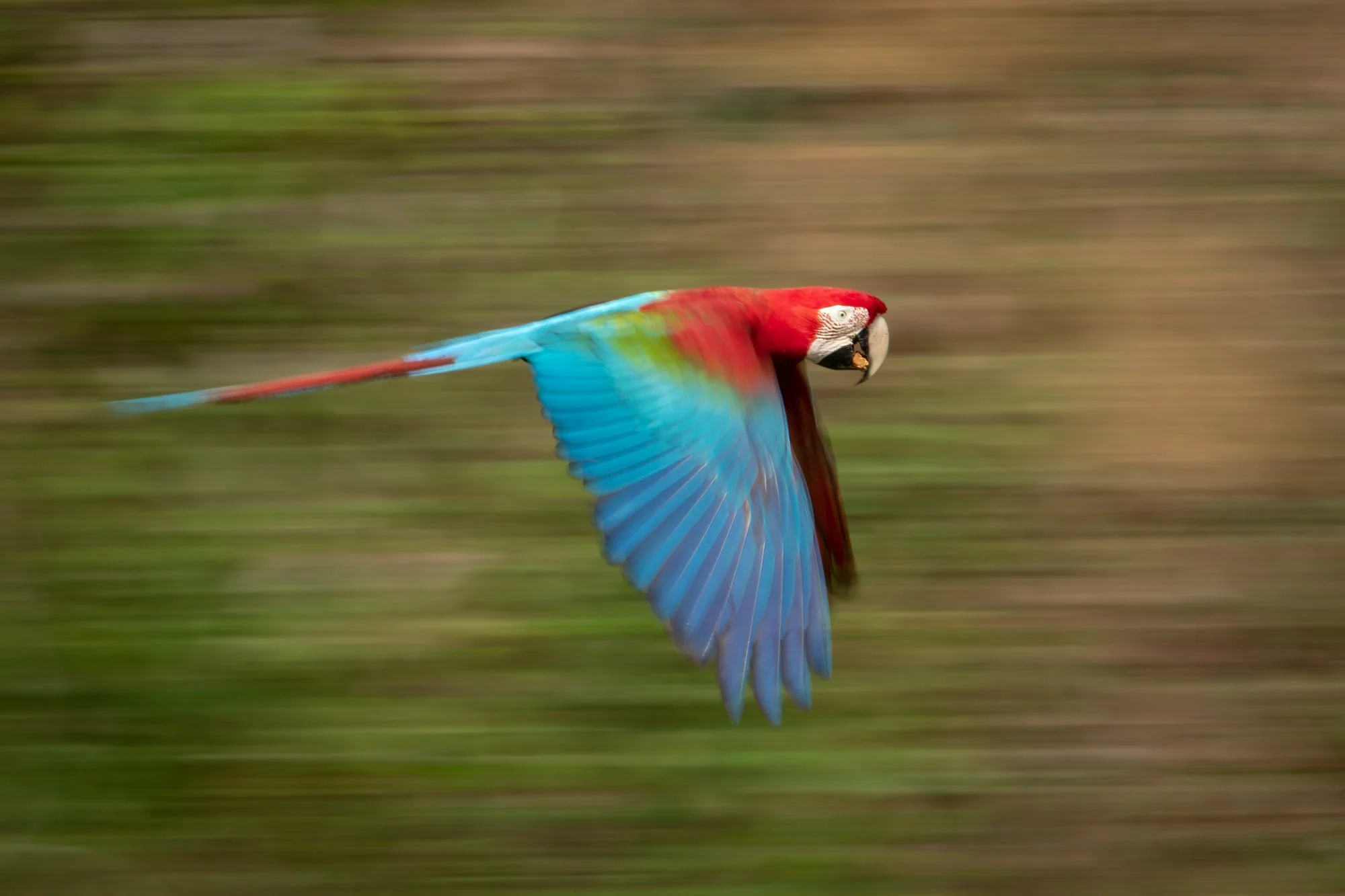 JESS FINDLAY PHOTOGRAPHY — From Intermediate to Advanced — 5 Wildlife ...