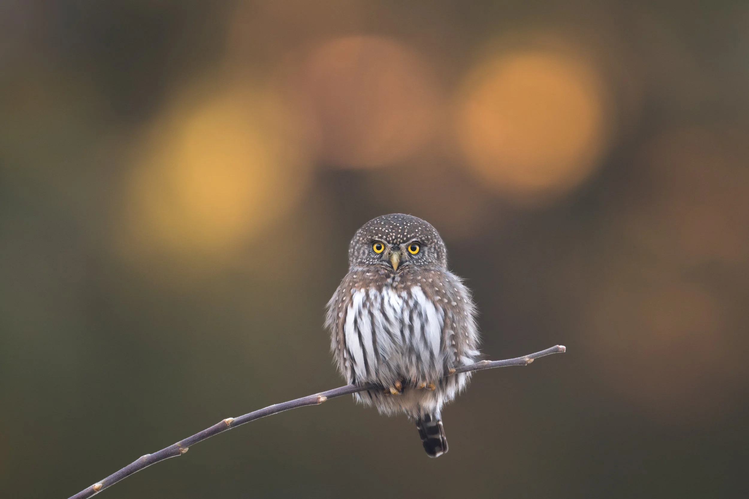 JESS FINDLAY PHOTOGRAPHY — Winter Birds of Vancouver Workshop