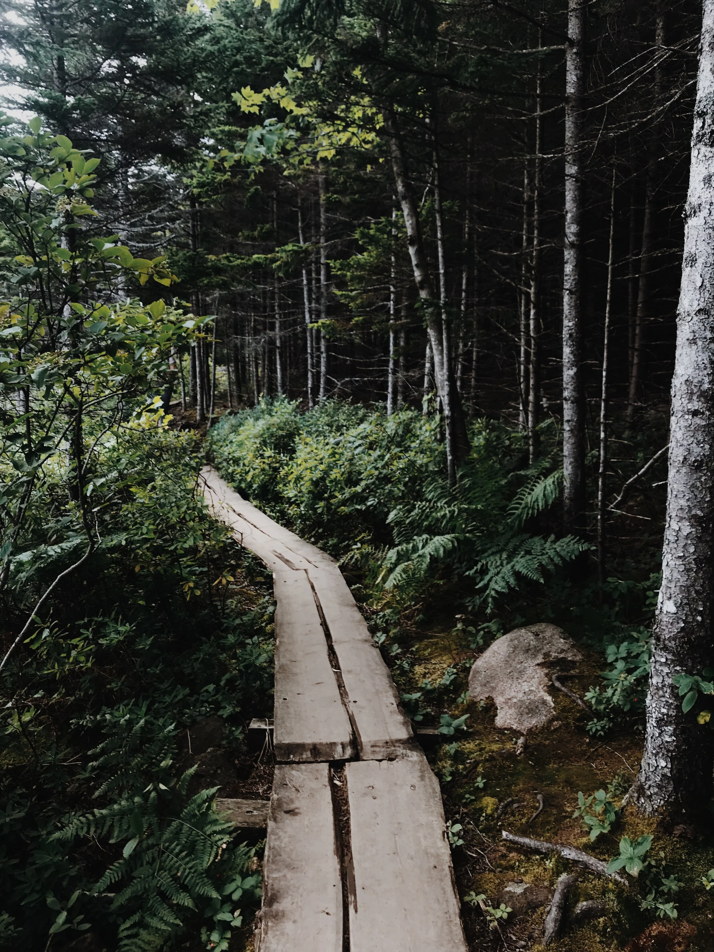 Kelly Odette Laughlin — Home