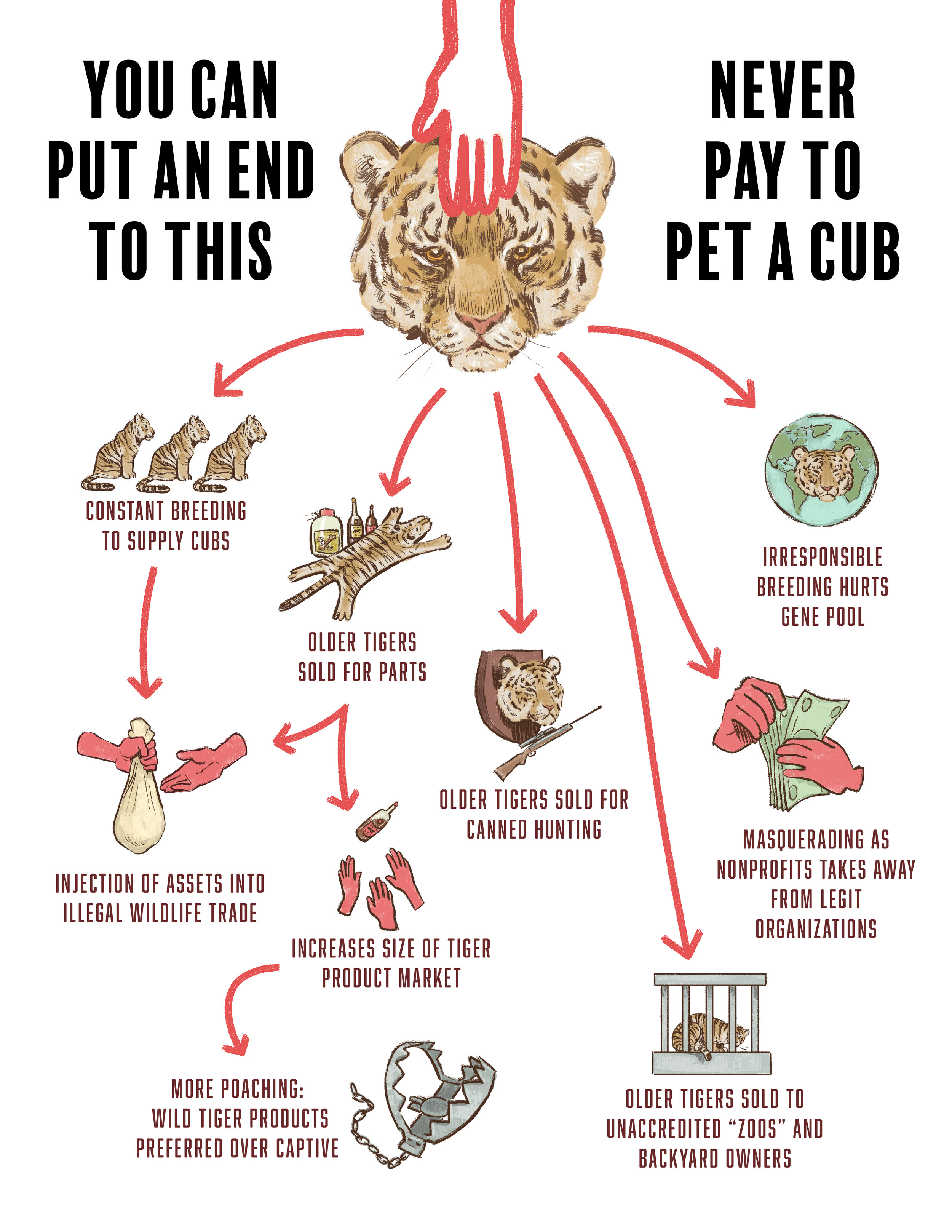 Tiger Conservation — Creature Conserve