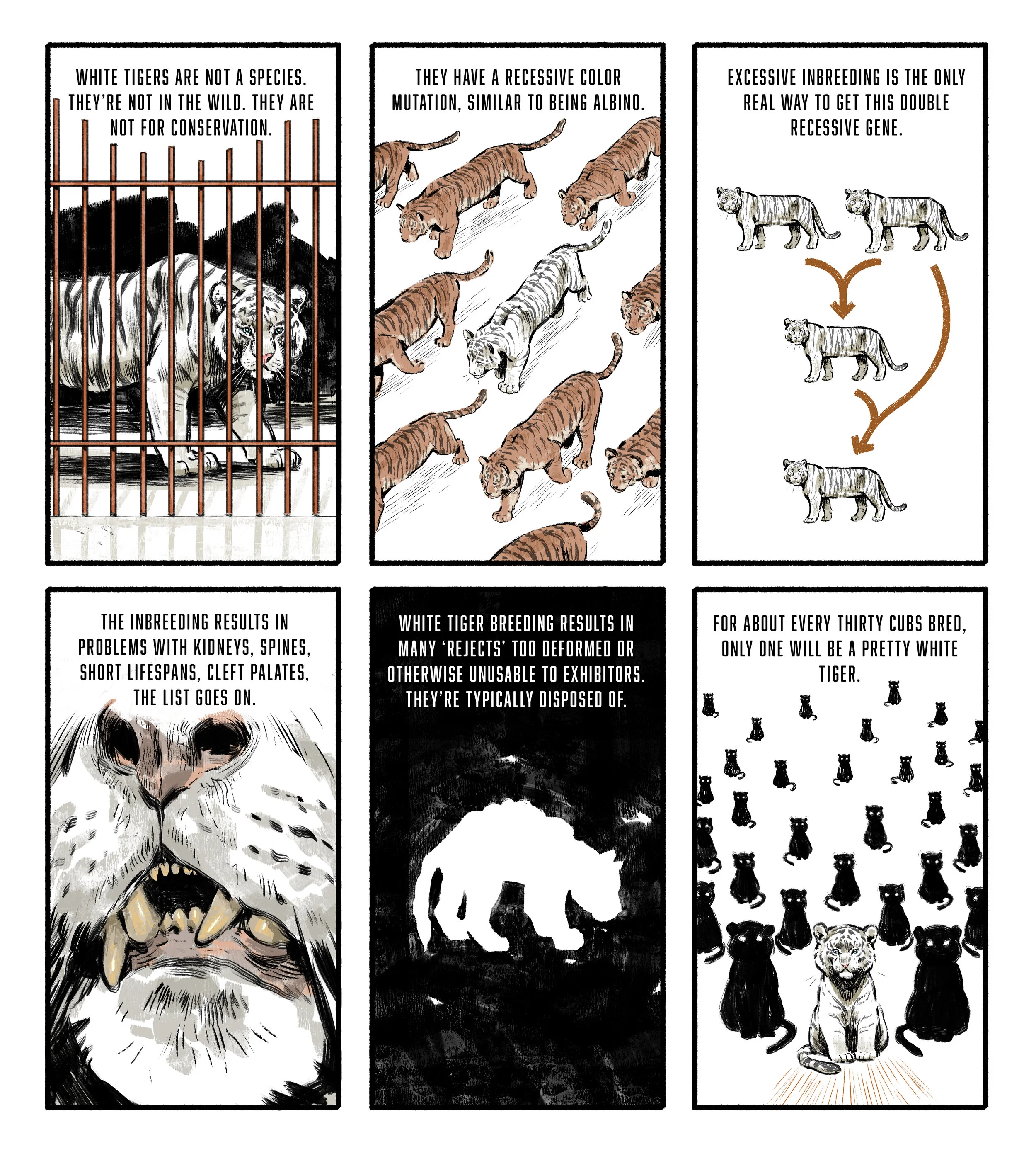 Tiger Conservation — Creature Conserve