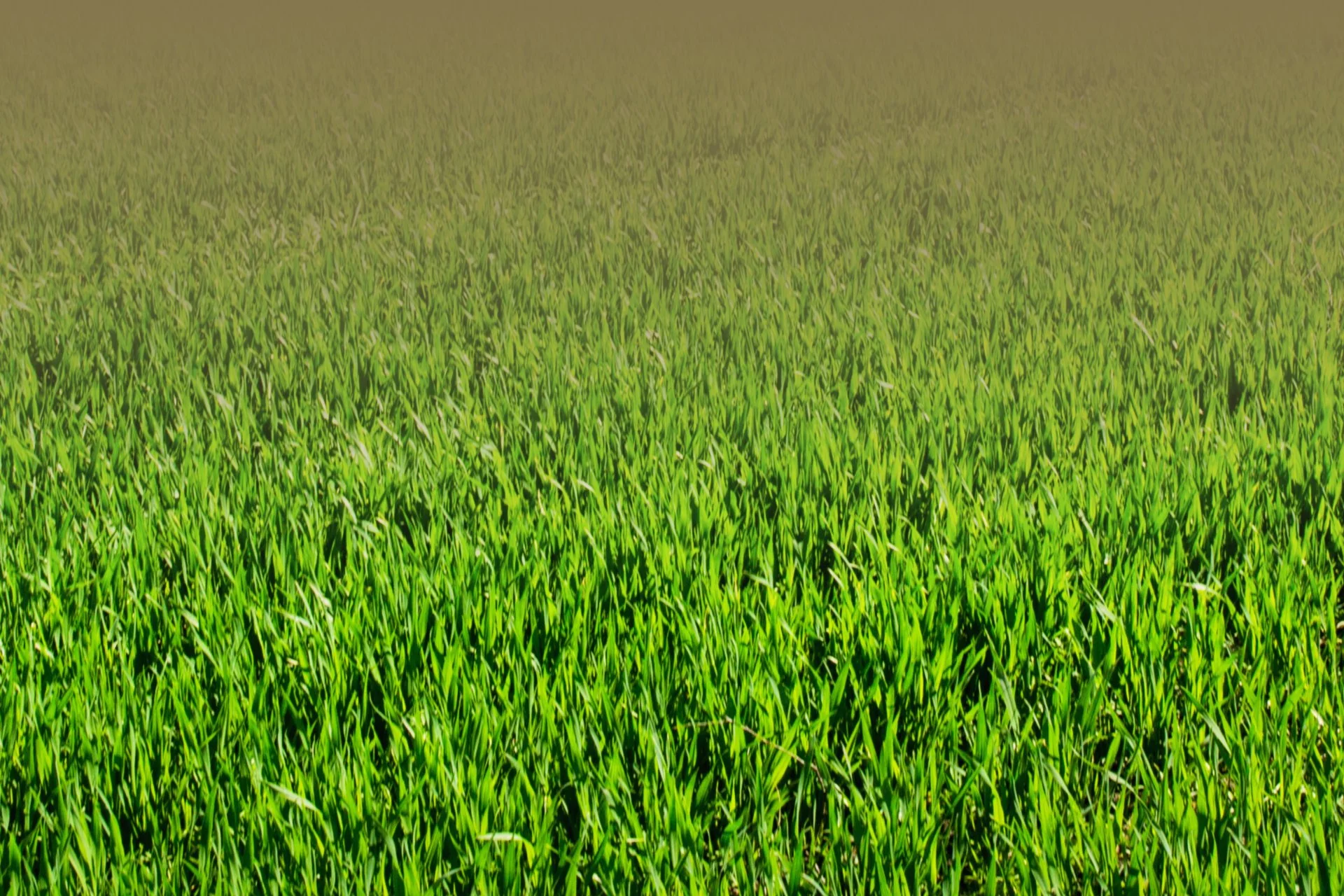 Sod — ELMGREN'S GARDEN CENTER