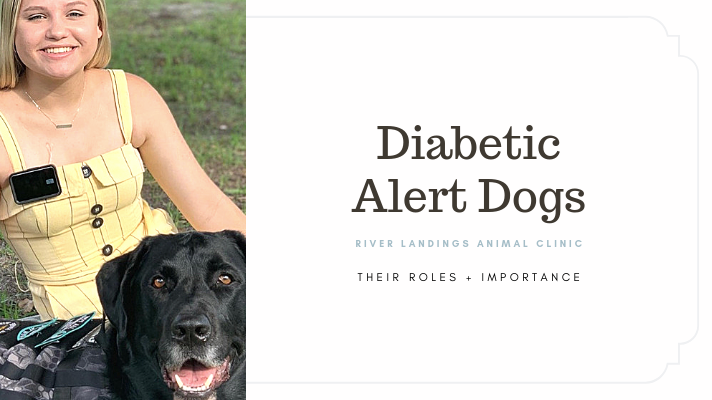 Diabetic Alert Dogs: Their Roles & Importance — River Landings Animal ...