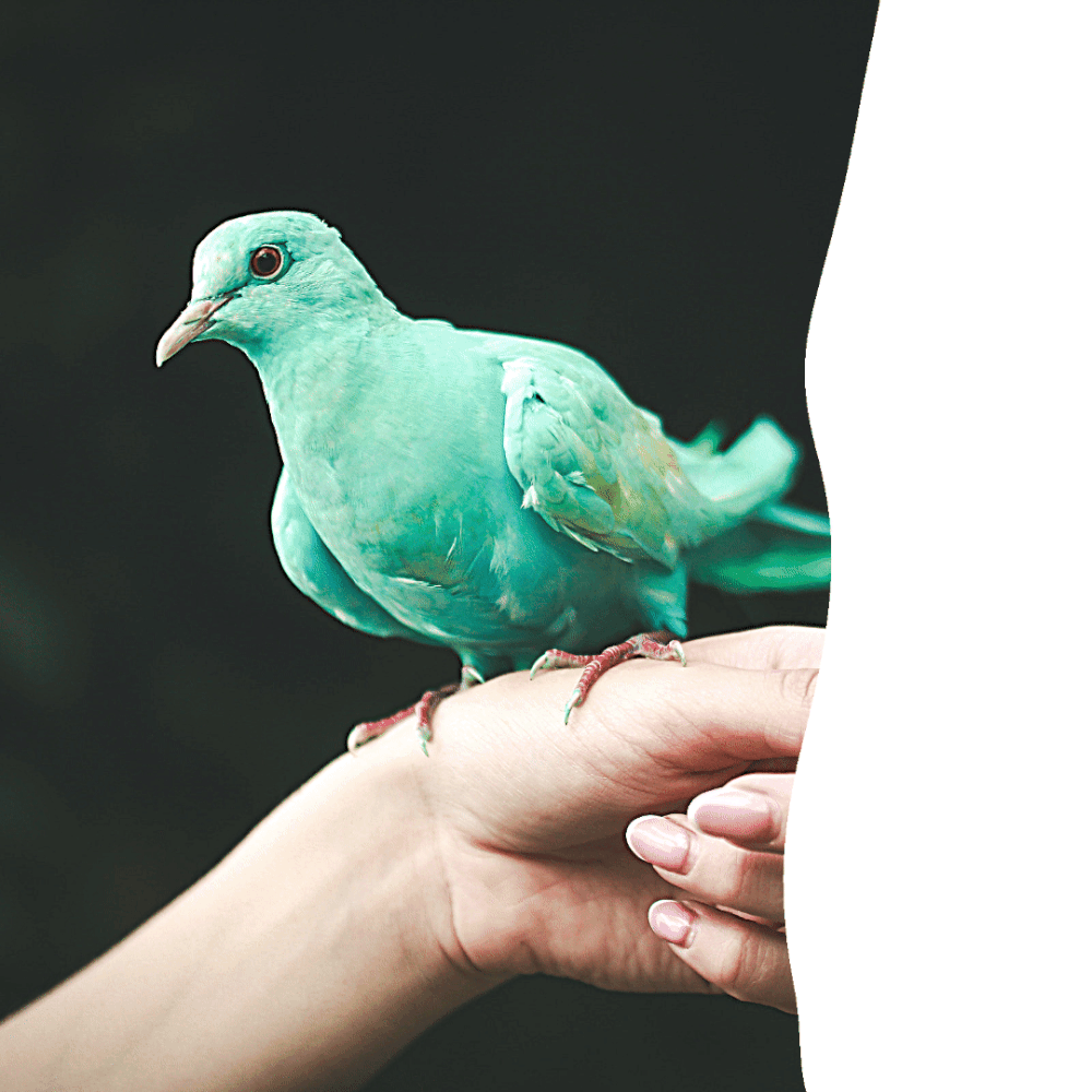5 Steps to Better Bird Welfare — River Landings Animal Clinic in ...