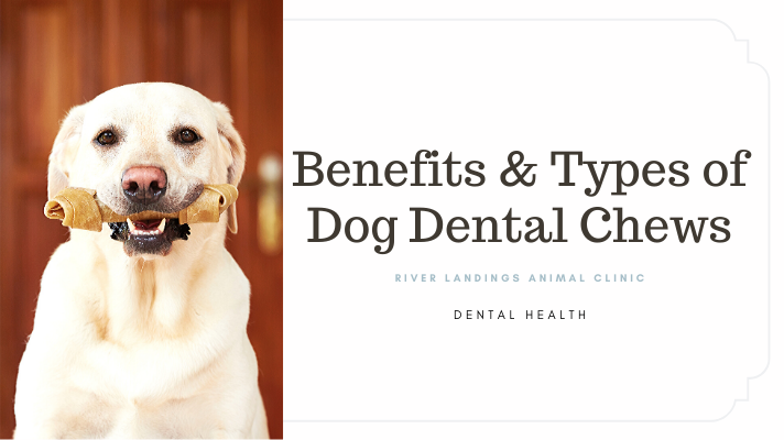 Benefits and Types of Dog Dental Chews — River Landings Animal Clinic ...