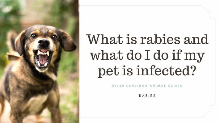 What is rabies? What do I do if my pet is infected? — River Landings ...
