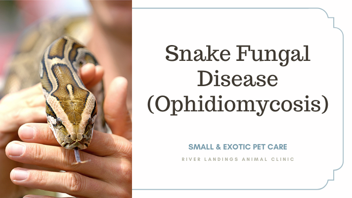 Snake Fungal Disease (Ophidiomycosis) — River Landings Animal Clinic in ...