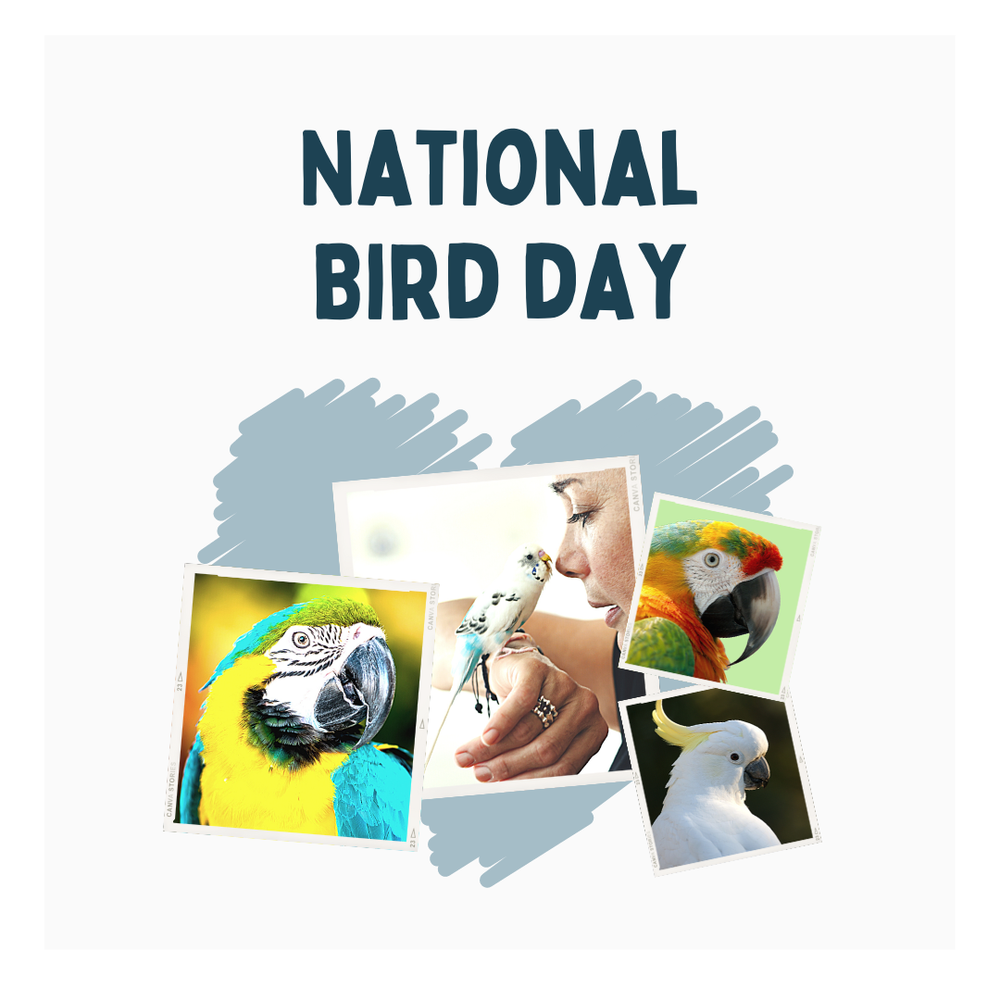 January 5th is National Bird Day — River Landings Animal Clinic in ...