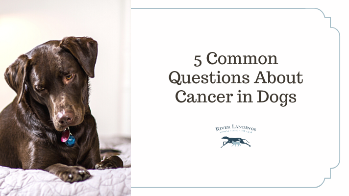 What Are Signs Your Dog Has Cancer