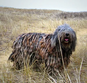 Overview — Bergamasco Sheepdog Club of America