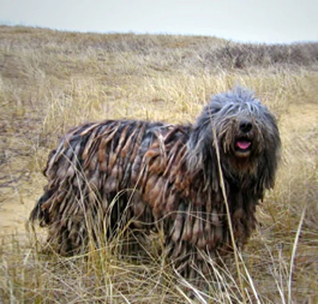 Overview — Bergamasco Sheepdog Club of America