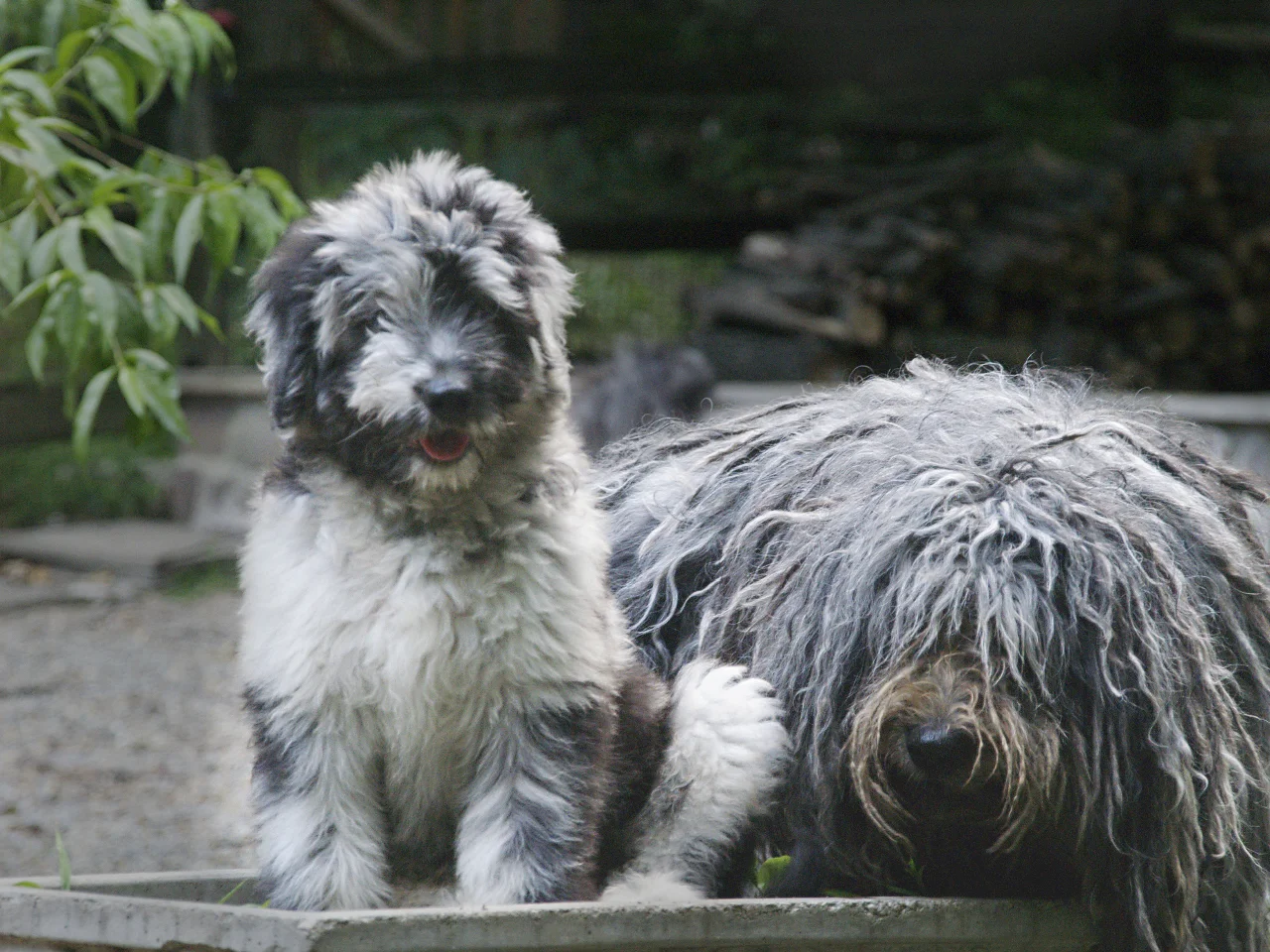 Coat — Bergamasco Sheepdog Club of America