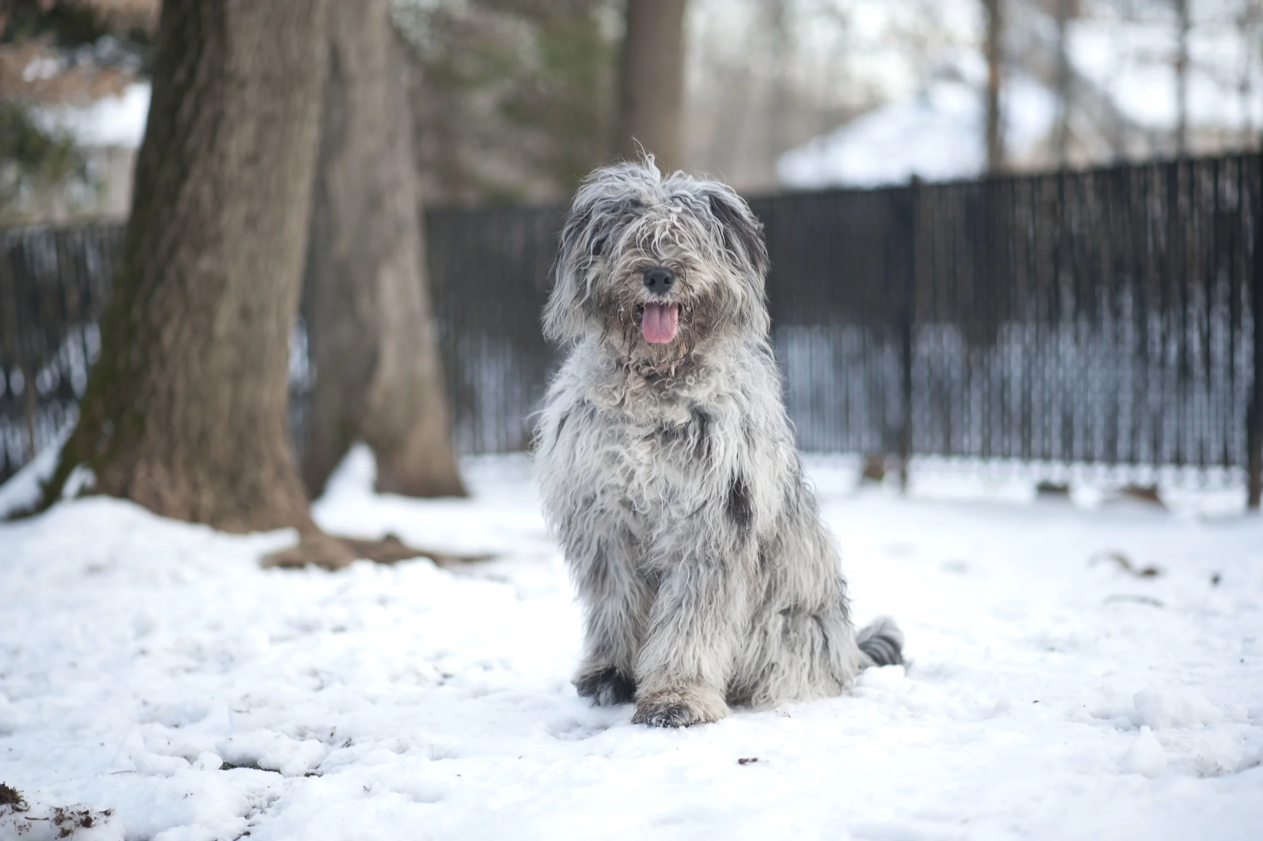 Coat — Bergamasco Sheepdog Club of America