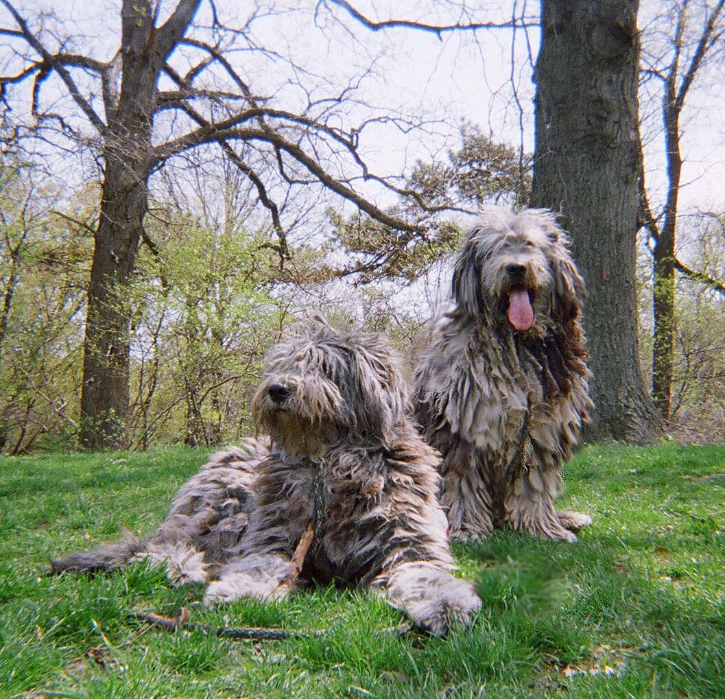 Coat — Bergamasco Sheepdog Club of America