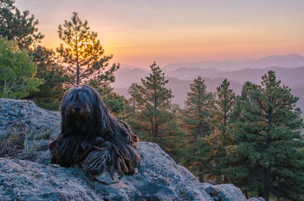 Overview — Bergamasco Sheepdog Club of America