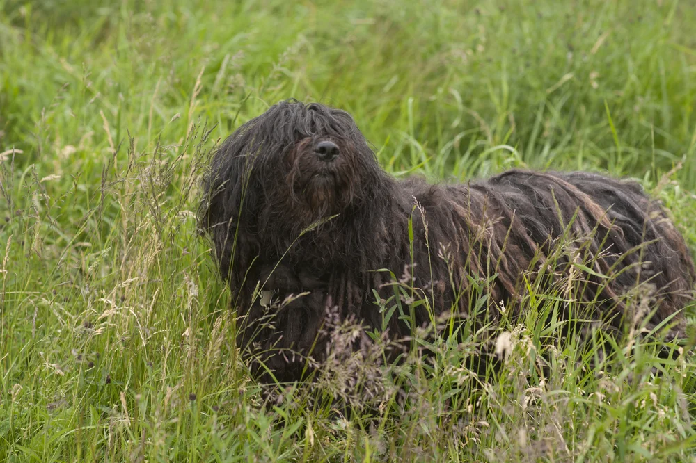Overview — Bergamasco Sheepdog Club of America