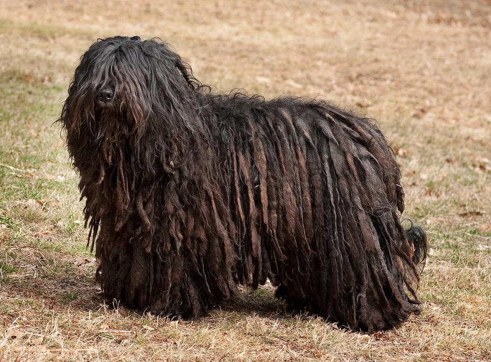 Can Bones Cause Disease In A Bergamasco Shepherd