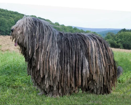 Judge's Education — Bergamasco Sheepdog Club of America