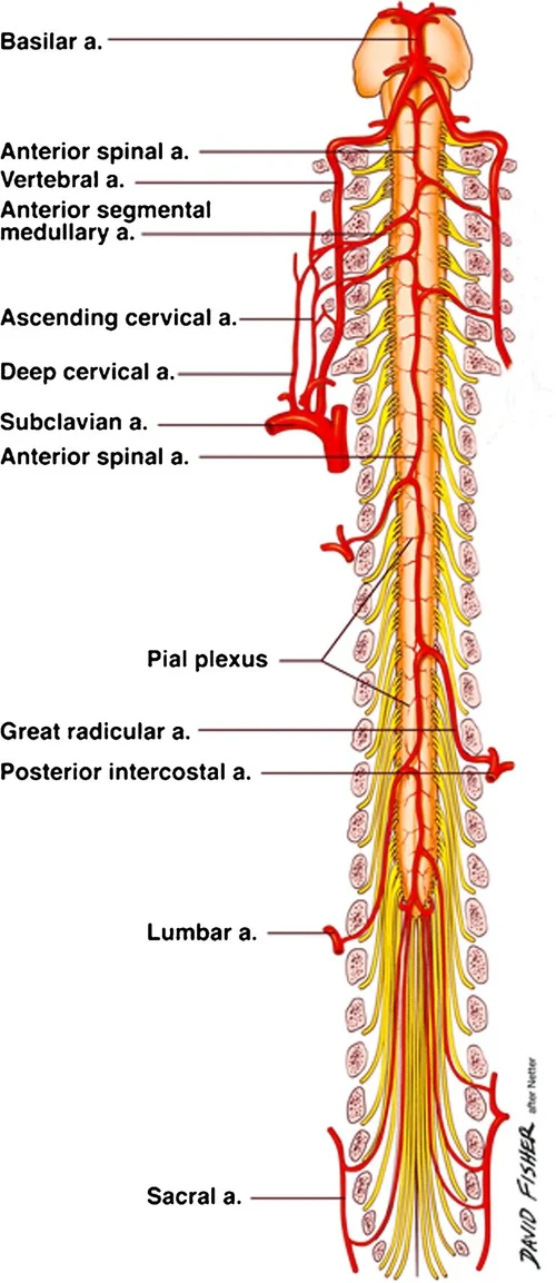 Artery of Adamkiewicz: a meta-analysis of anatomical characteristics ...