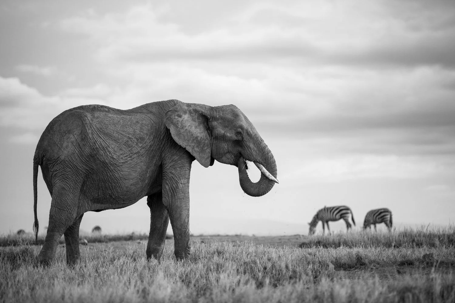 News — James Warwick Wildlife Photography