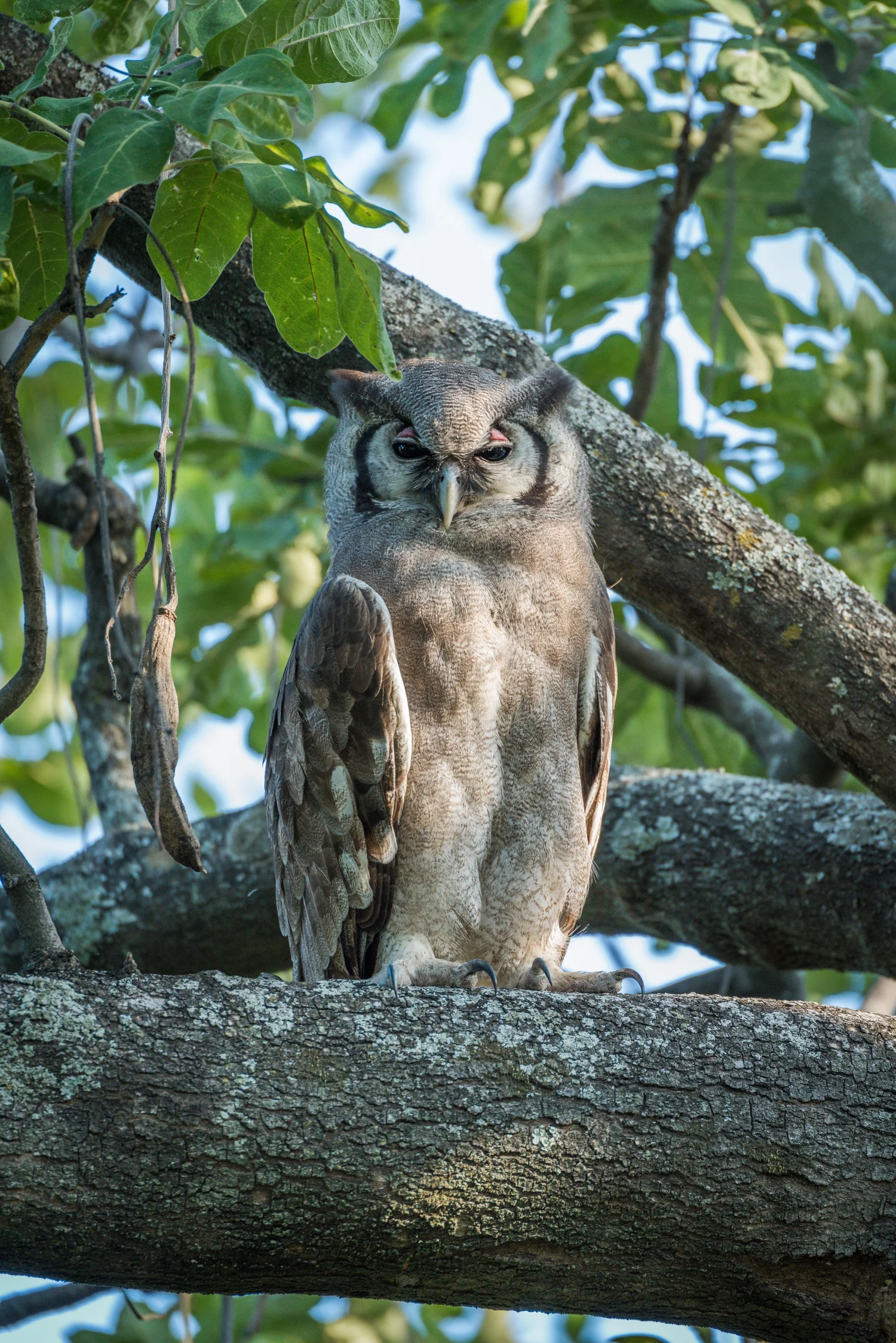 A Day in the Life of a Wildlife Photographer — Nick Dale Photography