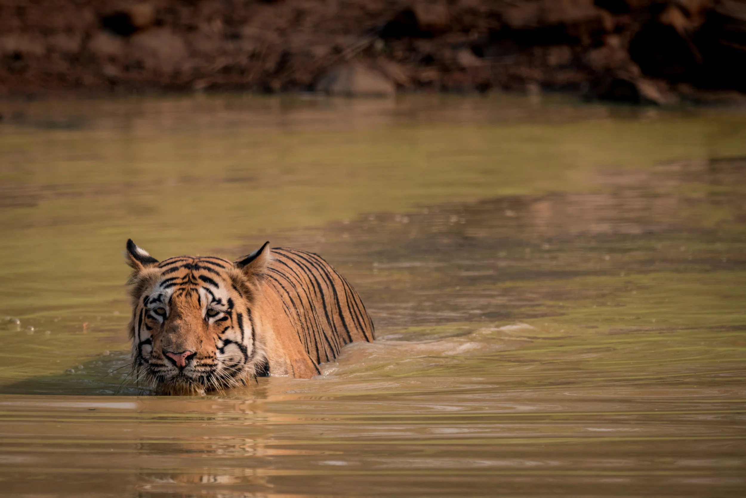 Tigers in Tadoba — Nick Dale Photography