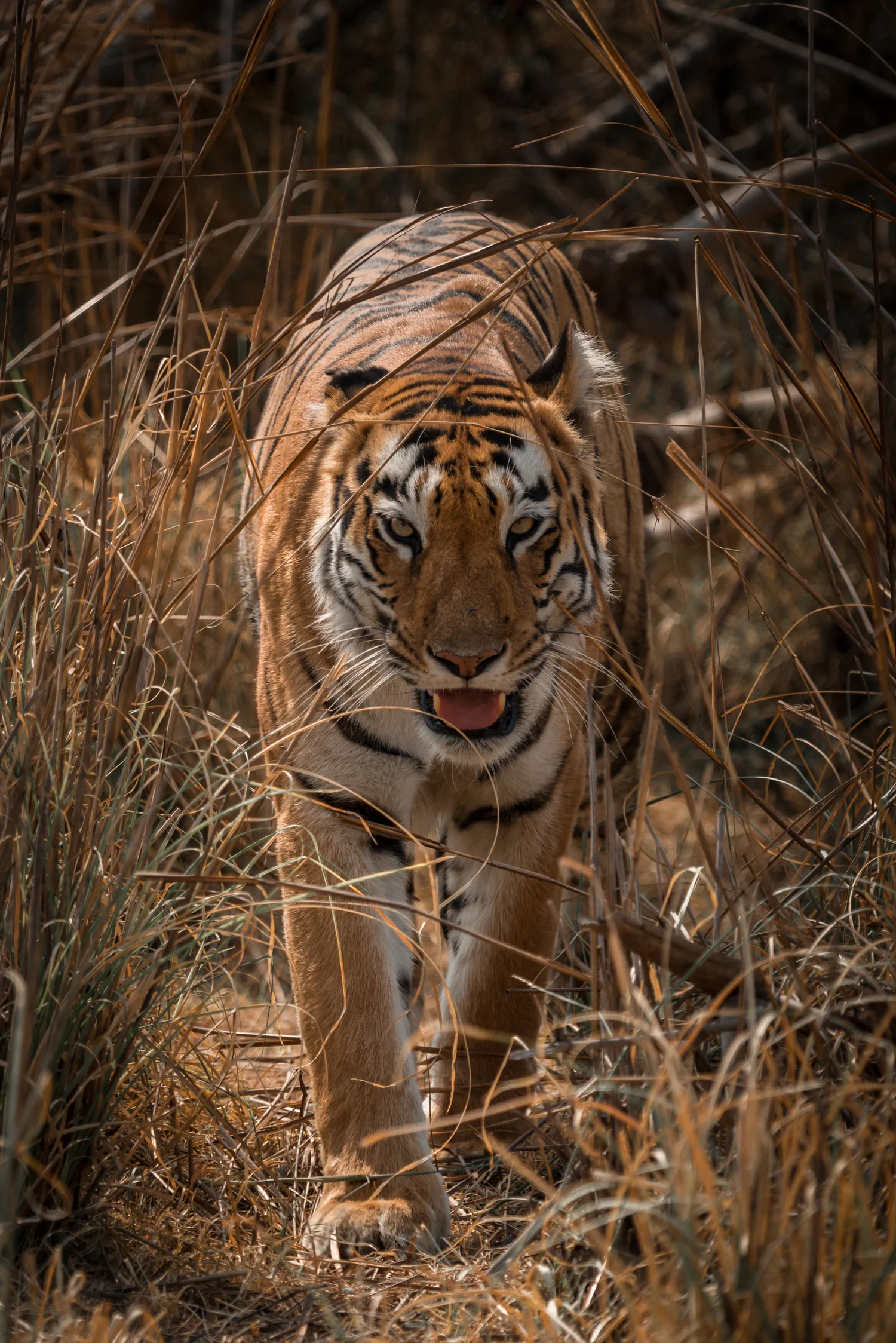 Tigers in Tadoba — Nick Dale Photography