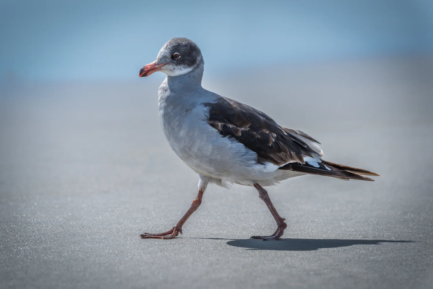 My Top 20 Wildlife Images — Nick Dale Photography