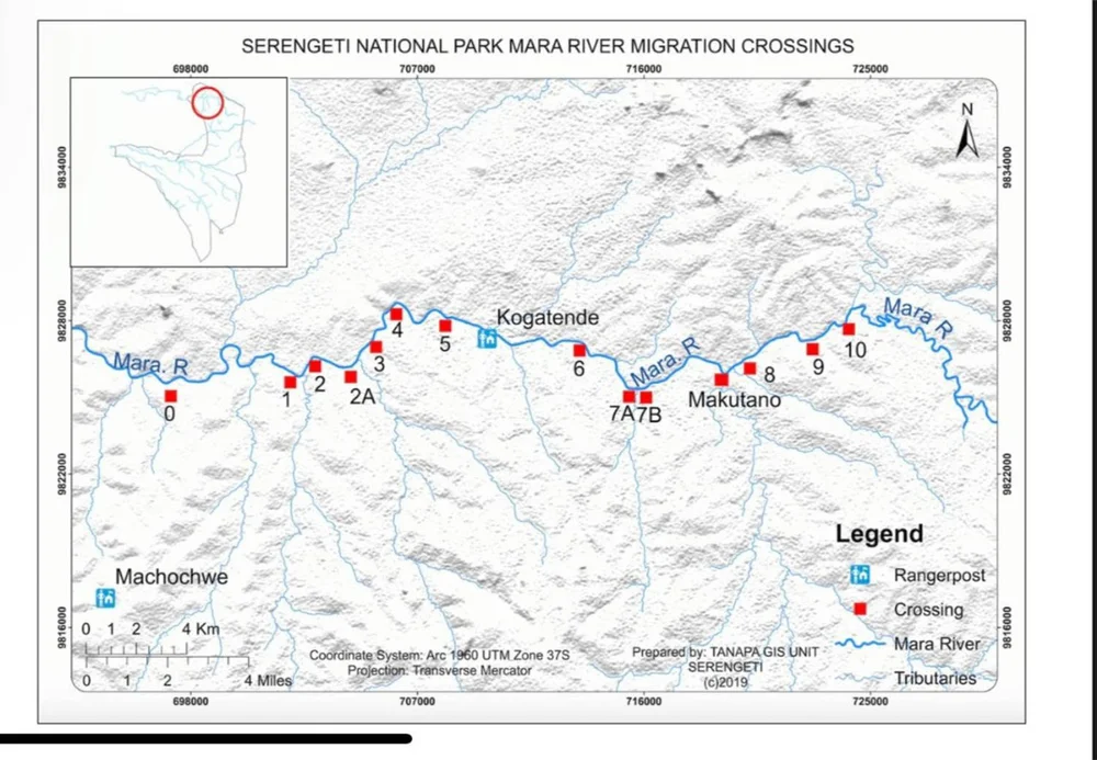 Mara River Crossing — Nick Dale Photography