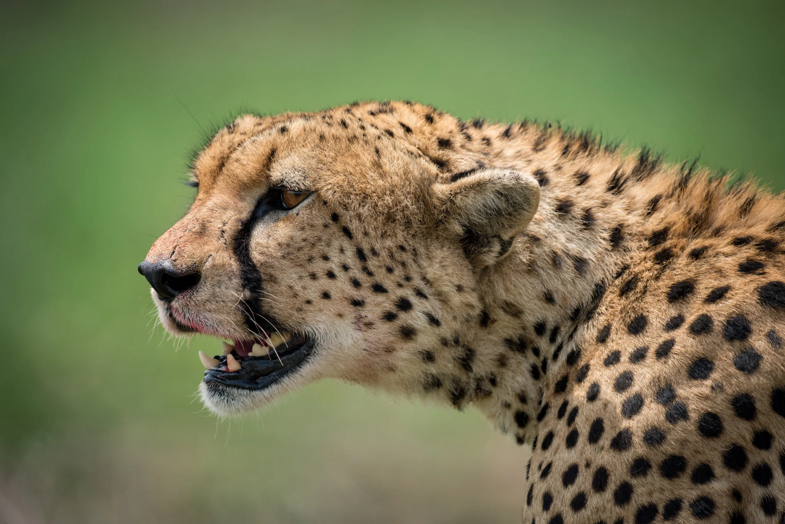 Fantastic Beasts and Where to Find Them — Nick Dale Photography