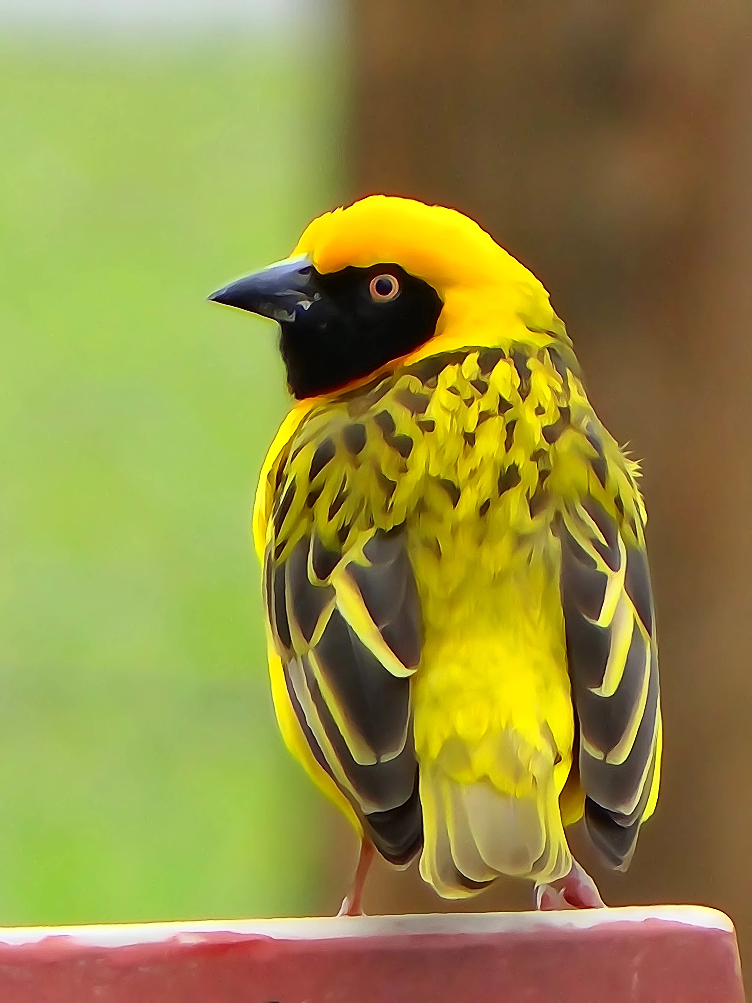 Safari bingo: birds — Nick Dale Photography