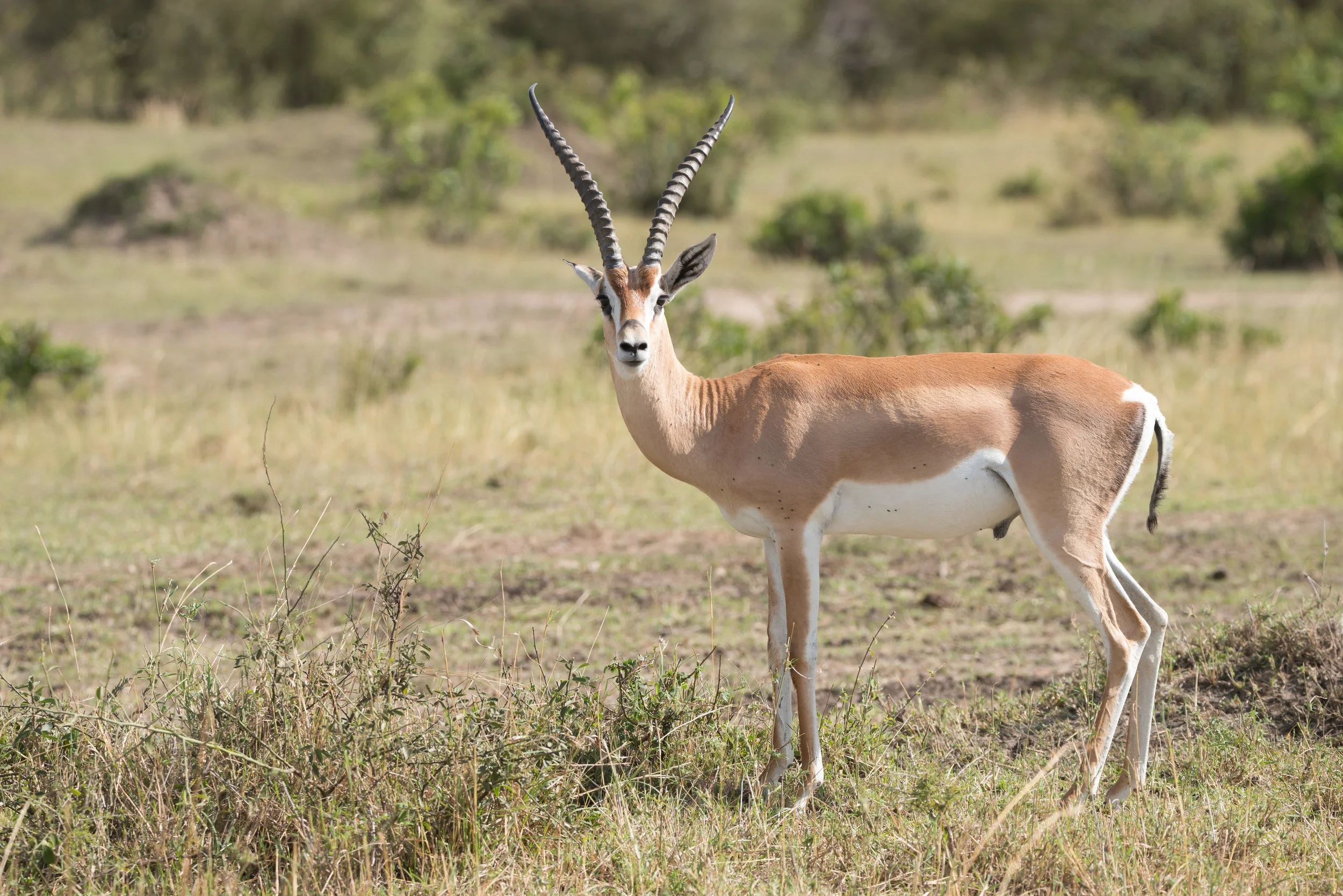 Safari bingo: animals — Nick Dale Photography