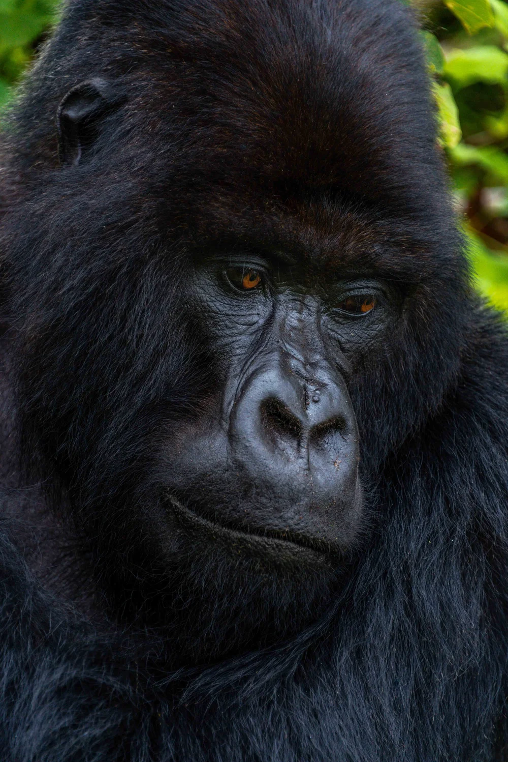 Safari destination guide — Nick Dale Photography