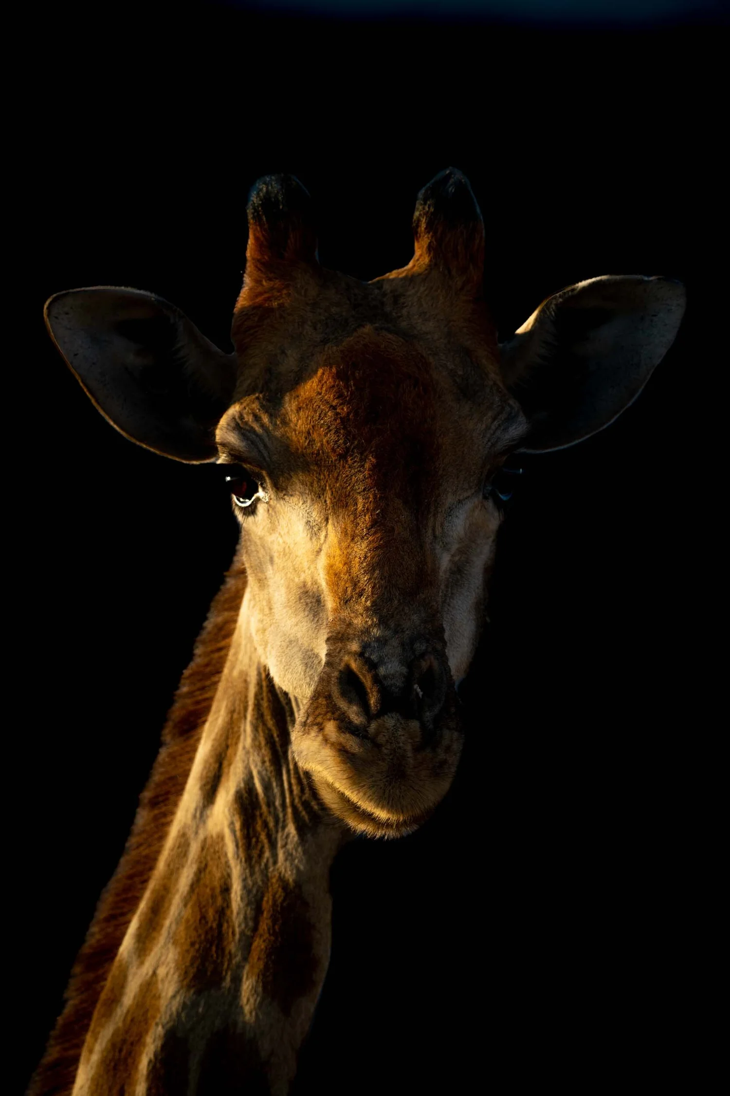 Safari destination guide — Nick Dale Photography