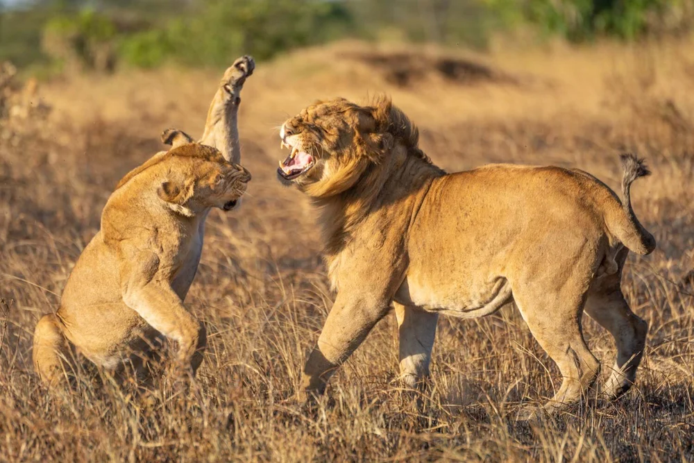 How to Shoot a Lion — Nick Dale Photography