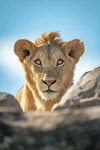 How to Shoot a Lion — Nick Dale Photography