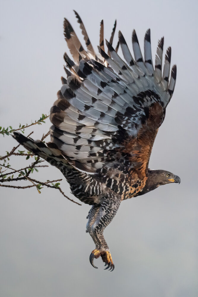 How I Photograph Birds — Nick Dale Photography