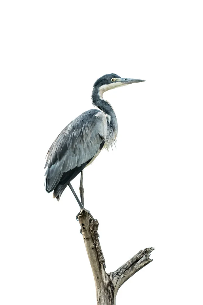 How I photograph birds — Nick Dale Photography