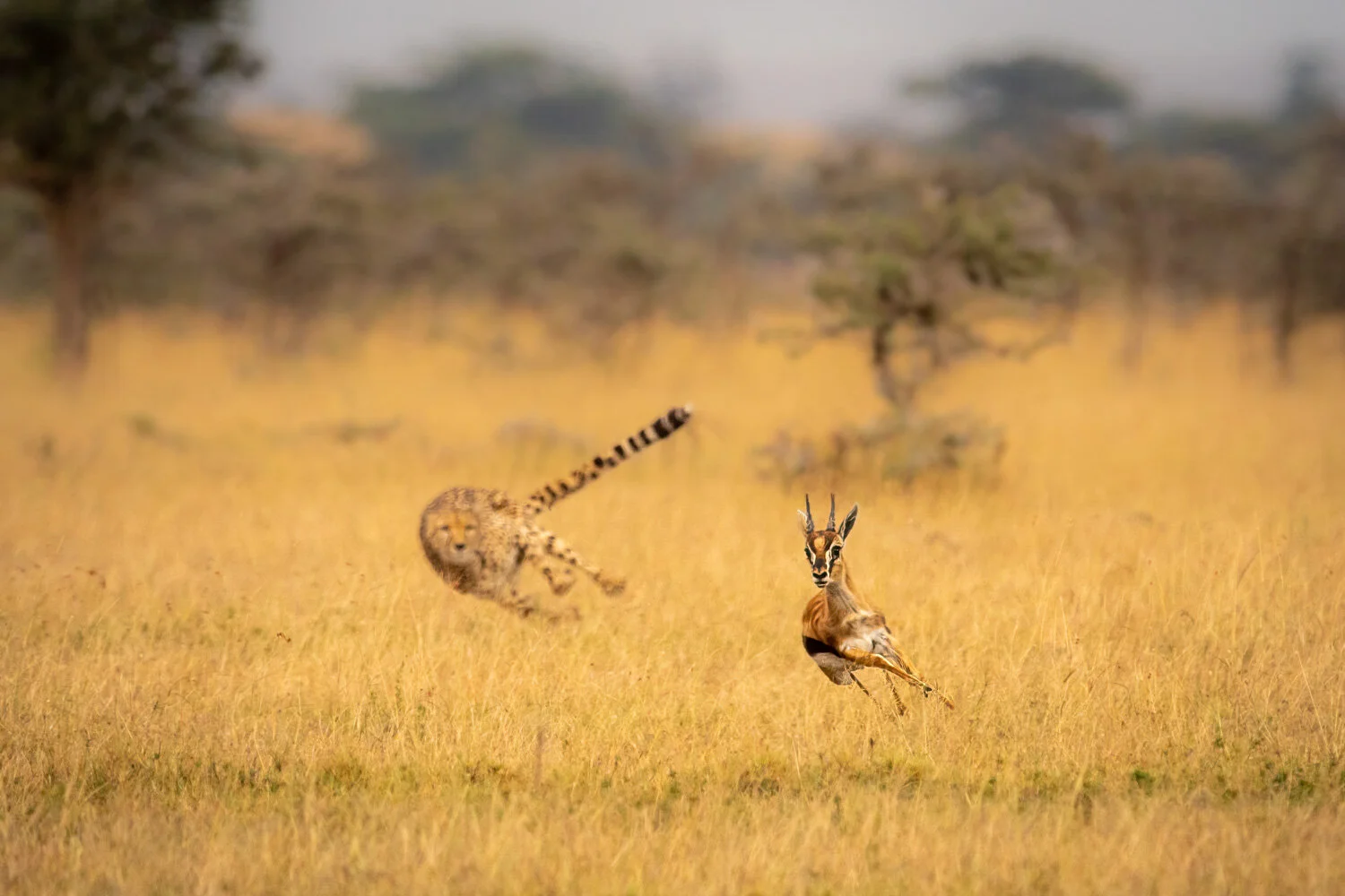 Cheetah Chasing Prey