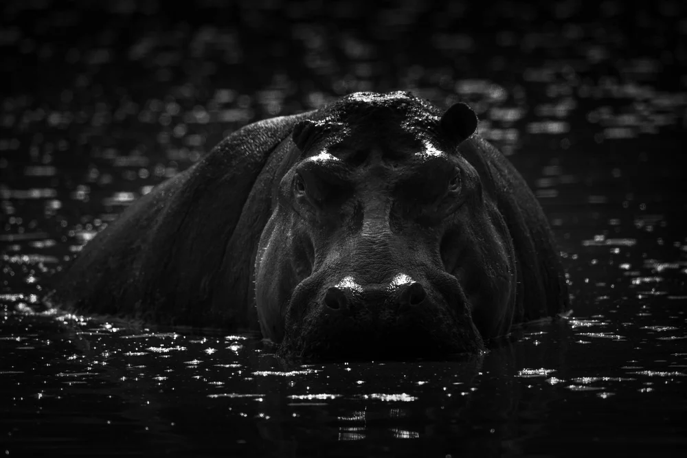 How to do Low Light Photography — Nick Dale Photography