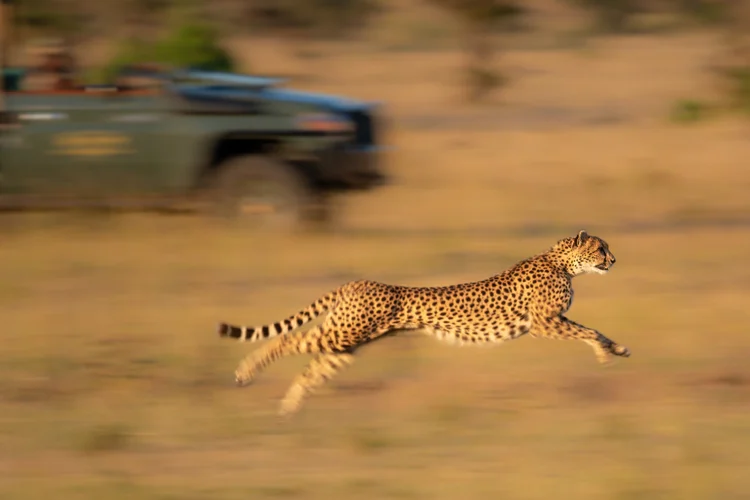 Cheetah facts — Nick Dale Photography