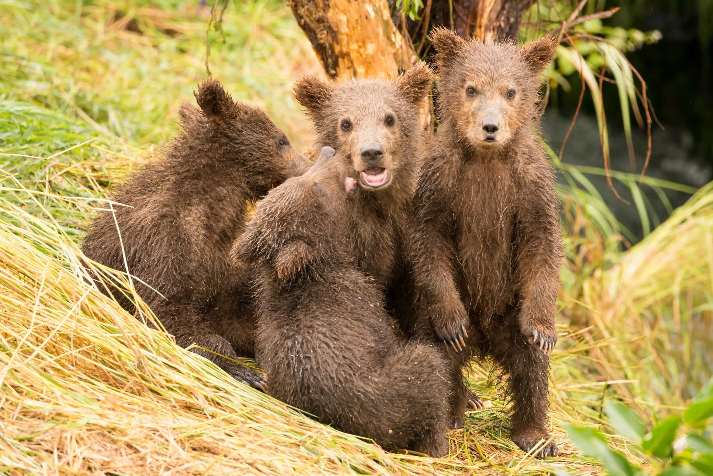 Brown Bear Facts — Nick Dale Photography