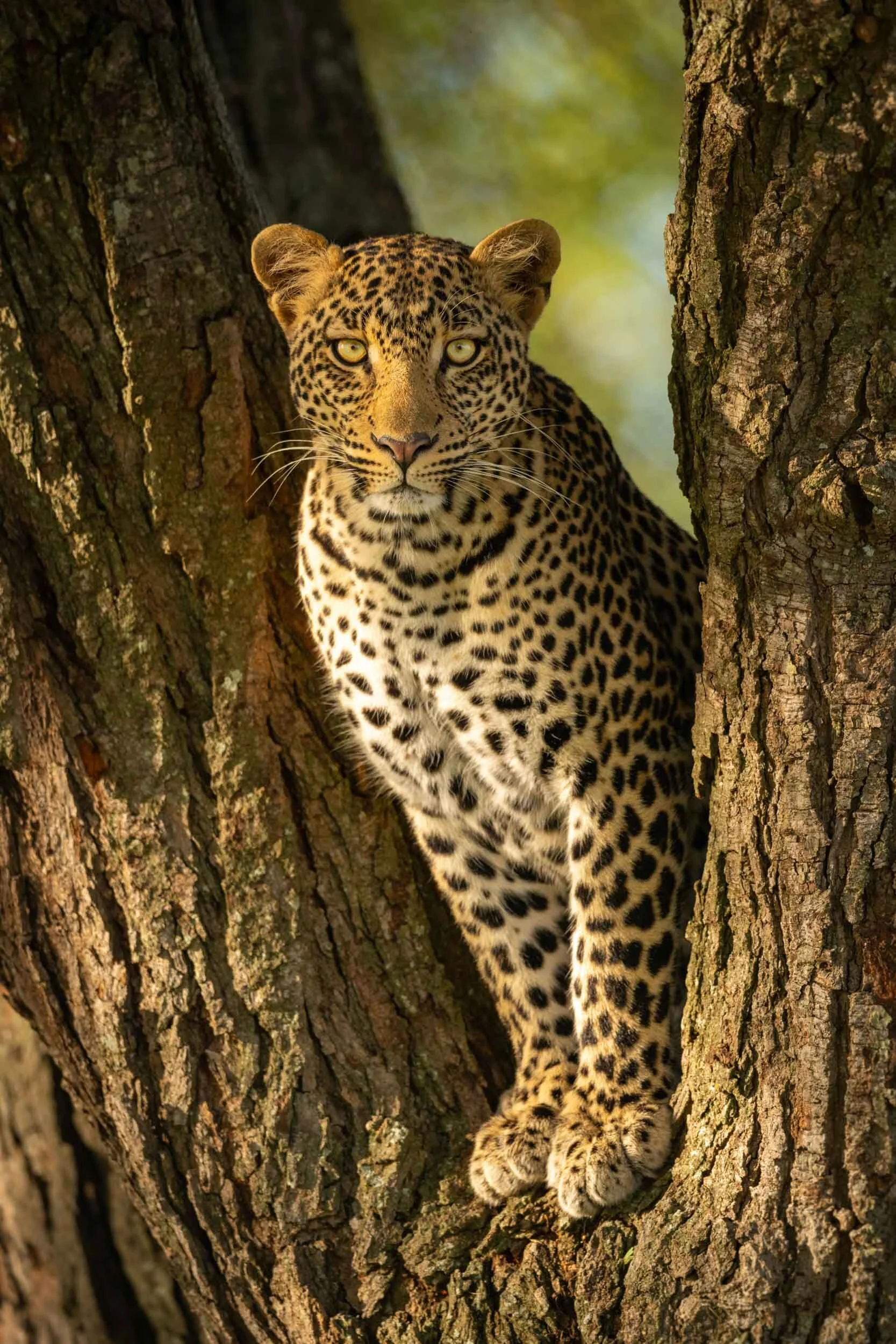 Erythrism Leopard