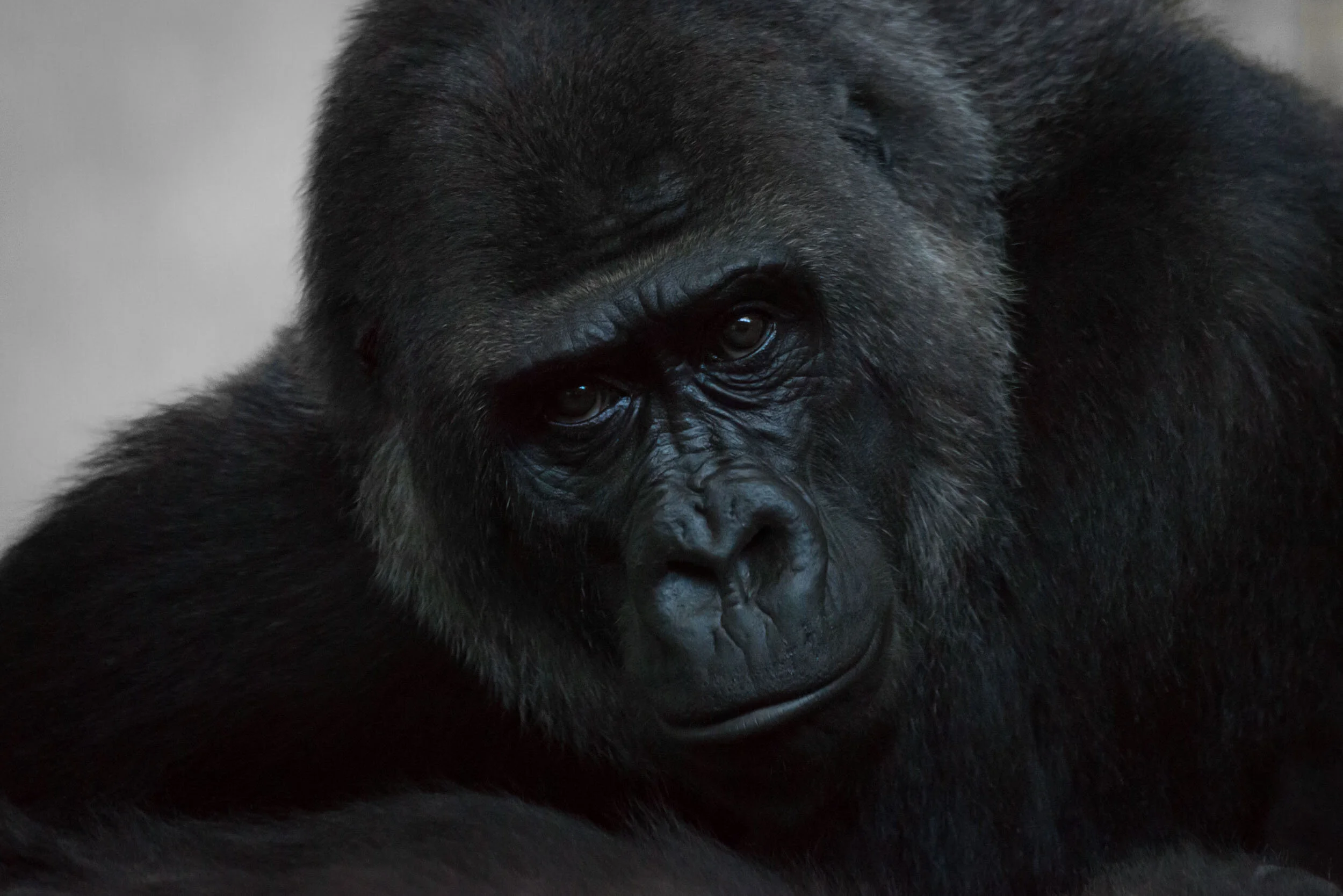 Gorilla facts — Nick Dale Photography