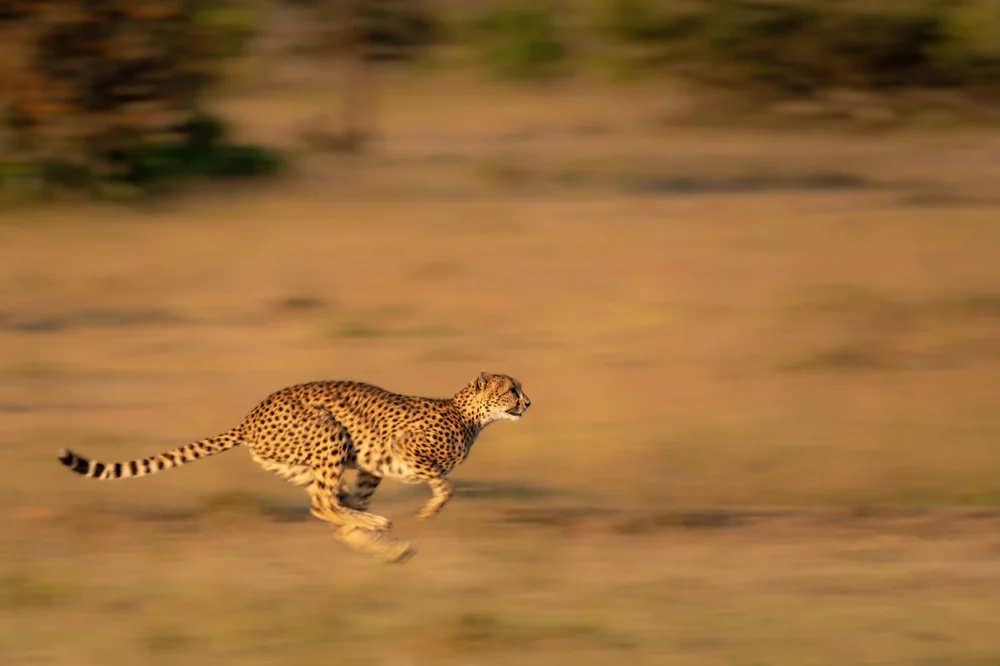 The Slow Pan — Nick Dale Photography