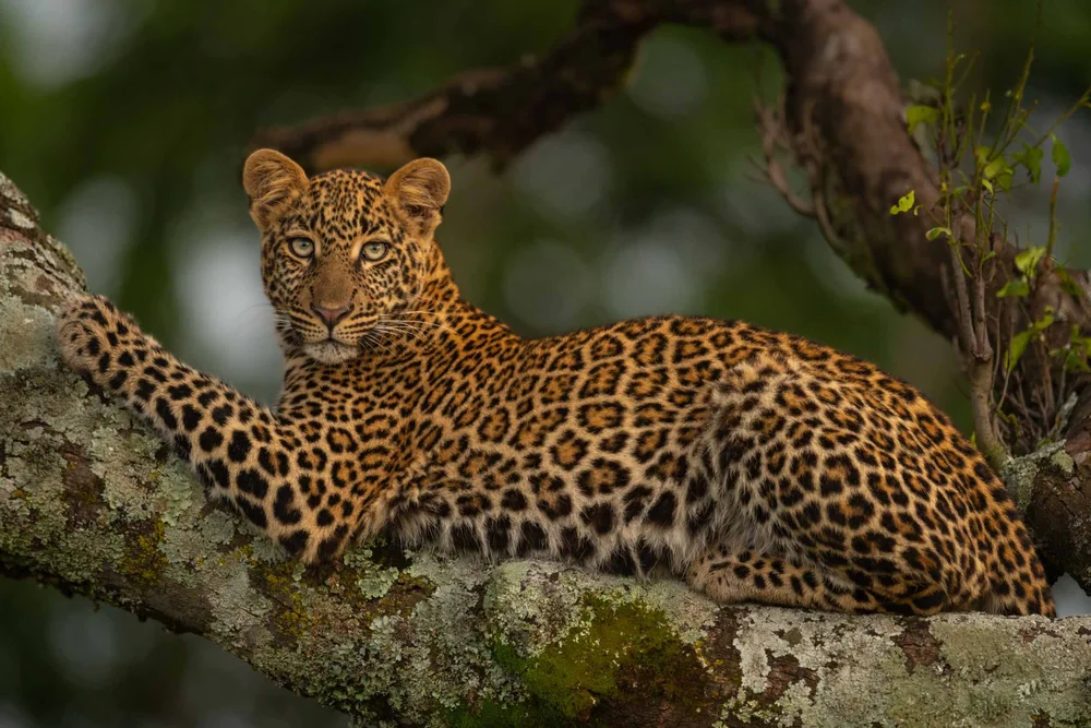 How to Shoot a Leopard — Nick Dale Photography