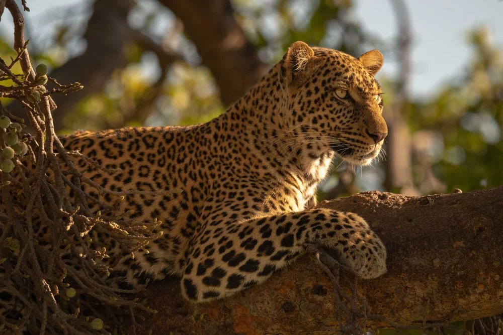 How to Shoot a Leopard — Nick Dale Photography